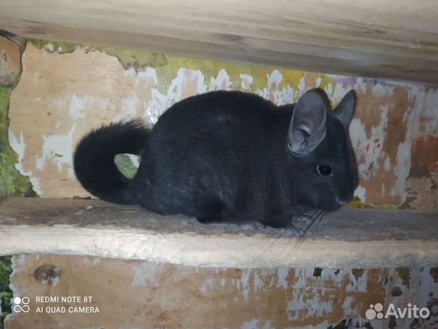 Шиншиллы девочки сестрички