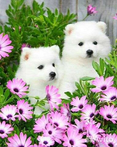 Возьму собаку в хорошие руки