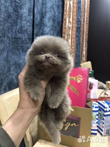 Померанский шпиц микро Лиловая Пуговка