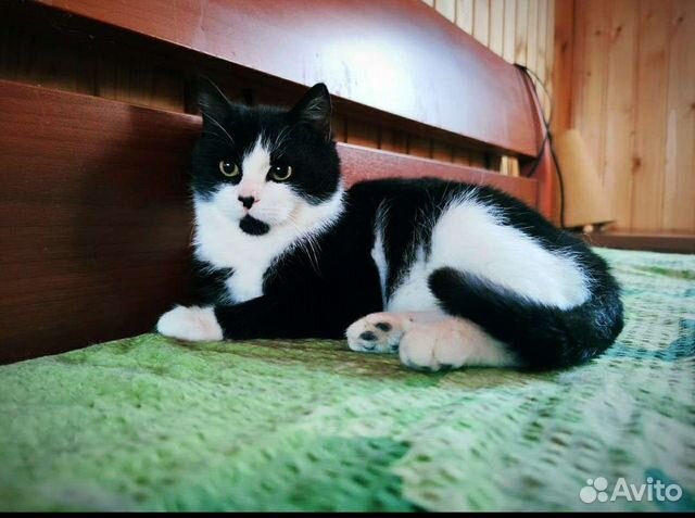 Котенок Марс