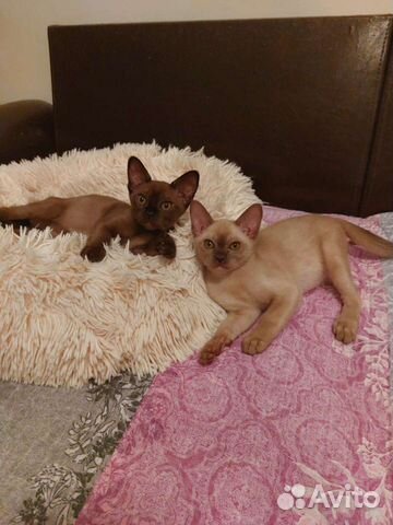 Клубные бурманские котята