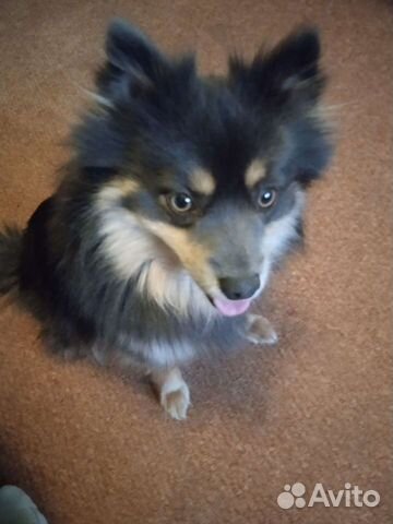 Немецкий шпиц ищем кобеля для вязки