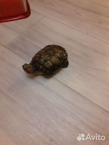 Черепаха