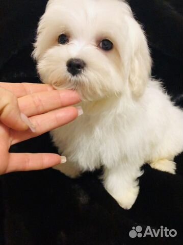 Мальтипу.Супер парень 4 мес