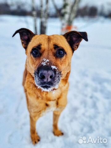 Собака из приюта дико мёрзнет