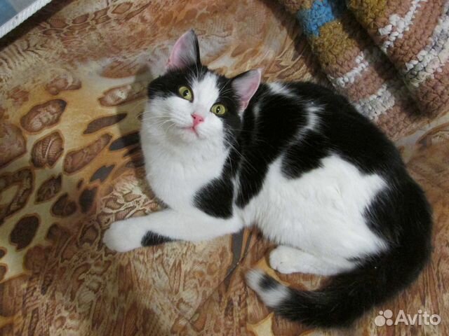 Отдаю кошечку