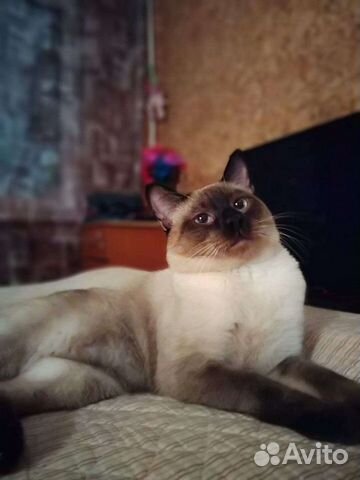 Сиамские котята