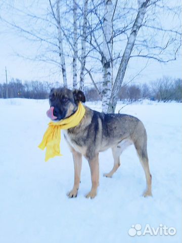 Спасите собаку из приюта