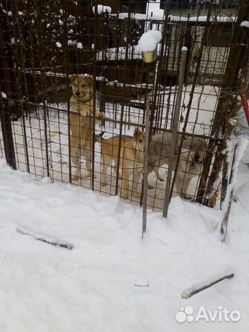 Продаются щенки