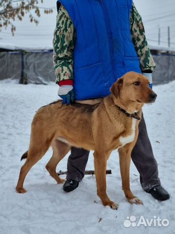 Пушистый друг в поиске семьи
