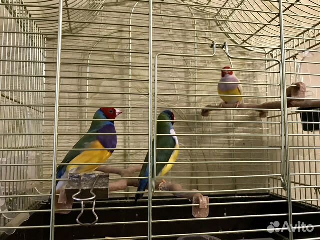 Амадины гульда 3 штуки самцы