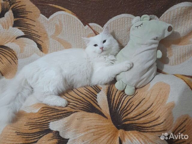 Красивый белый кот