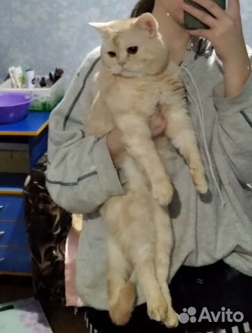 Британский кот