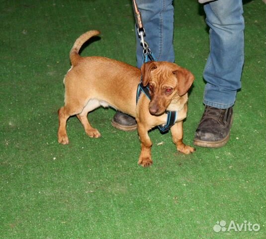 Минипёс в добрые руки