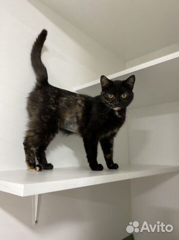 Кошечка в добрые руки