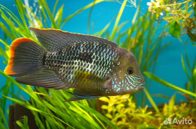 Бесплатно рыбки пиранья акара и 2 попугая