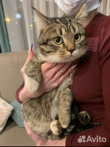 Ищем хозяев коту