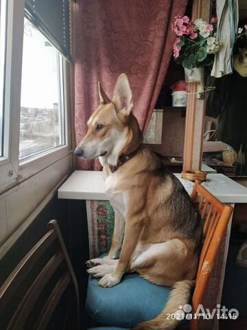 Метиса дарим а щен кане корсо продам