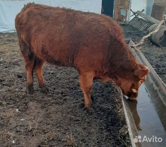 Телки стельные