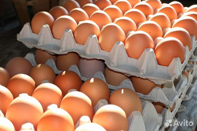 Инкубационное Яйцо.Бройлер цветной RedBro