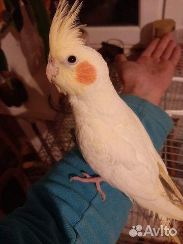 Попугай Корелла