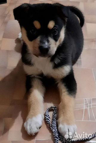 Щенок в добрые руки