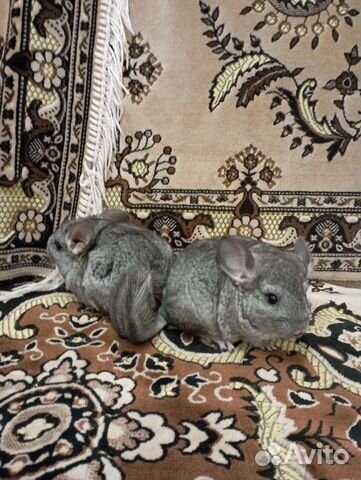 Шиншилла
