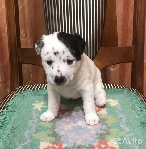 Щенки немецкого курцхаара