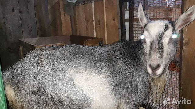 Коза дойная