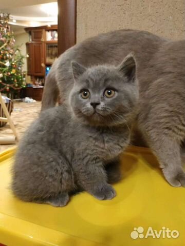 Котенок британец с документами