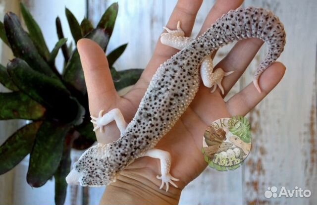 Эублефар Black Hole het Bell Albino, самец