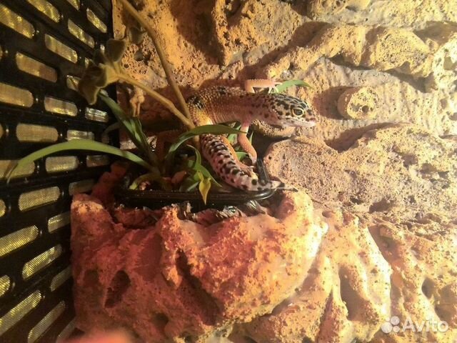 Эублефар со всем что нужно, меньше года