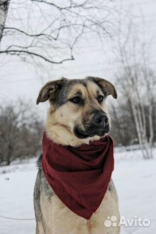 Собака ищет спасения от холода и голода