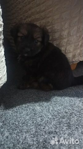 Щенки балонки добрые руки