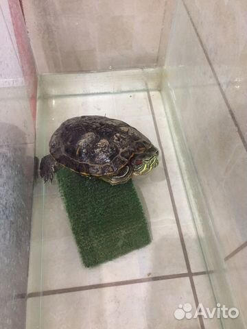 Черепаха