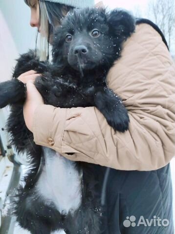 Щенок Джесси ищет свою семью