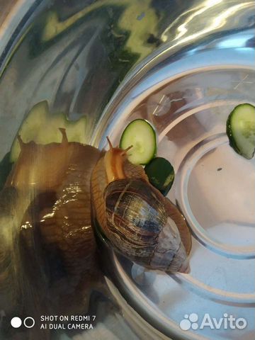 Улитки ахатины бесплатно