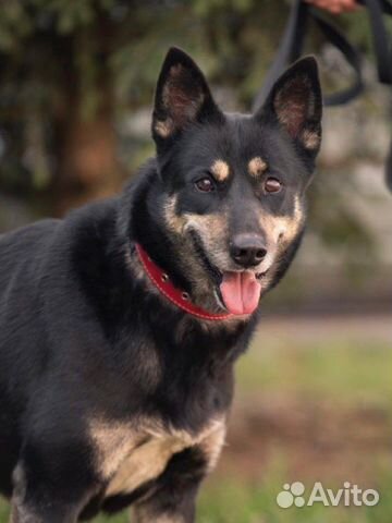 Собака Герда ищет дом