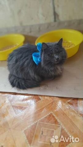 Котик кастрированный