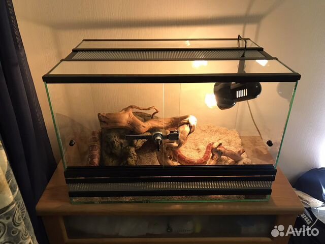 Маисовый полоз