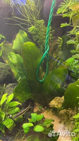 Эхинодорус медведь