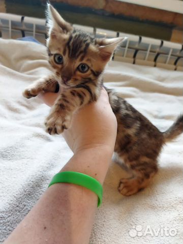 Бенгальские мальчики