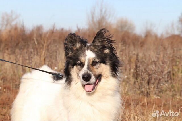 Ванëк очень миролюбивый и социальный собакен