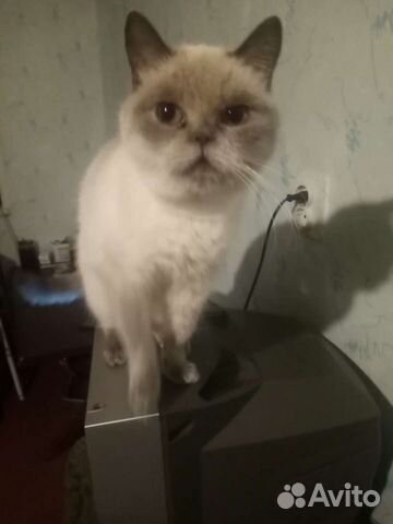 Кошка в дар