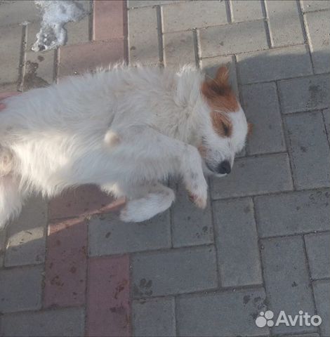 Отдам в хорошие руки собаку. Милый добрый, игривый