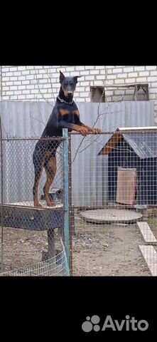 Сэр Ричард ищет даму для интимных отношений