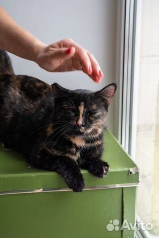Кому ласковую преласковую кошку