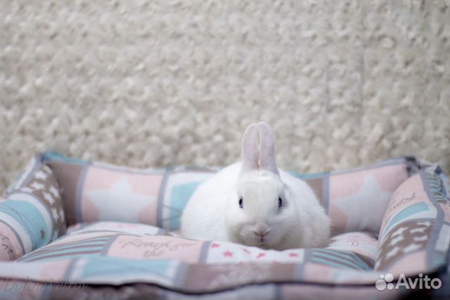 Гармелин кролик декоративный белый голубоглазый