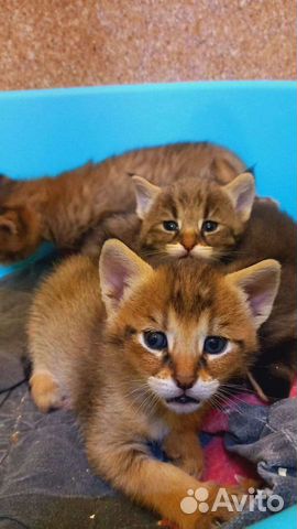 Котята чаузиф1