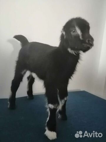 Козочка Ламанча